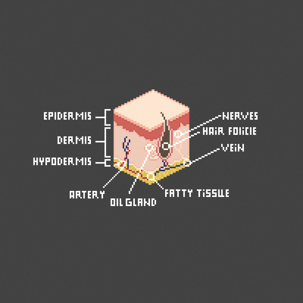 Pixilart - Epidermis, dermis, hypodermis... by Matrix911