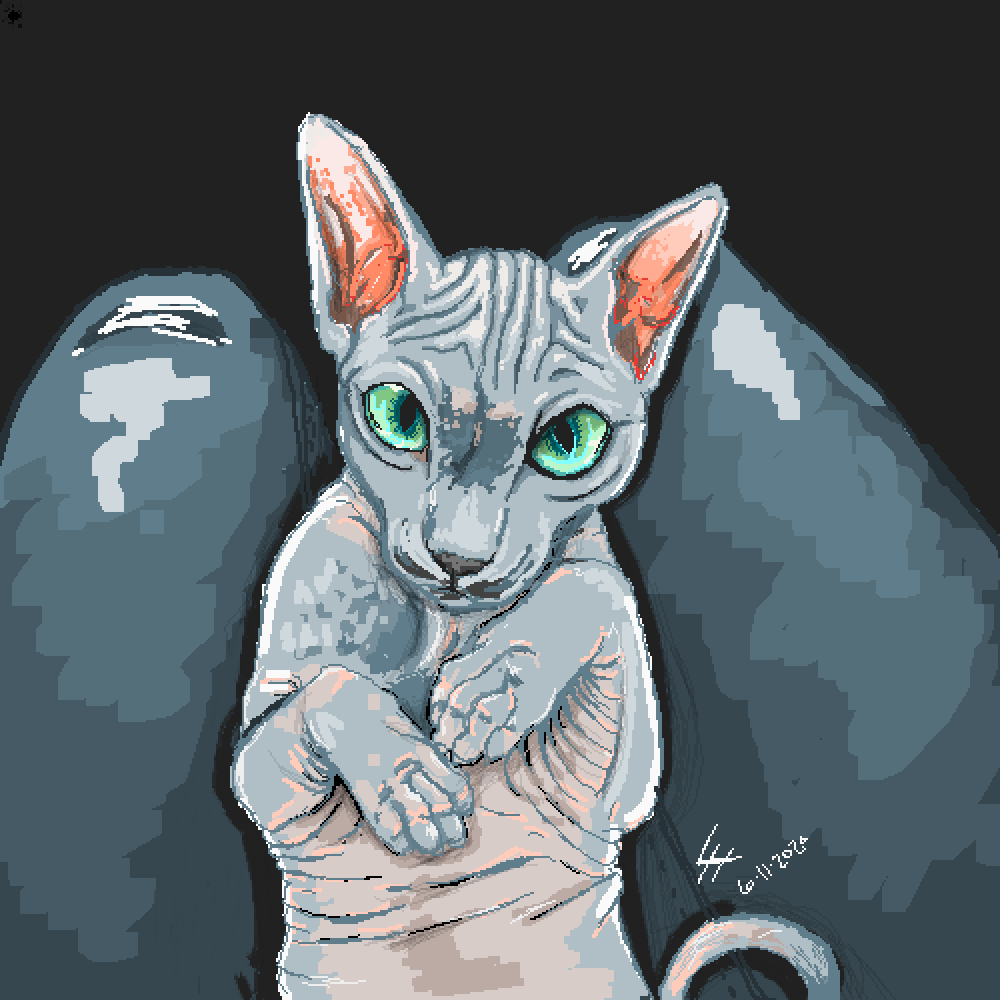 Pixilart - Sphynx Cat by LH0509