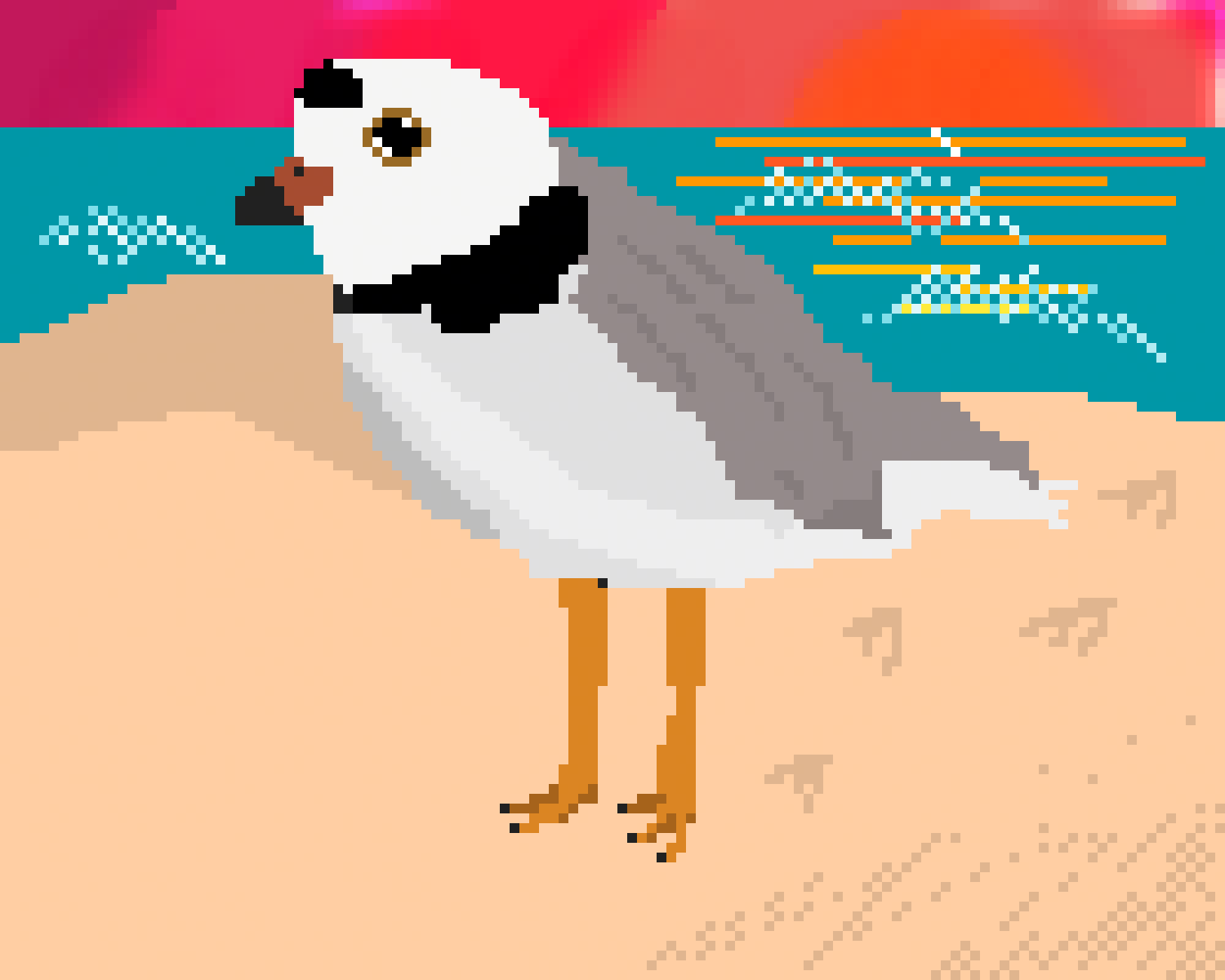 Pixilart - Piping Plover by PipingPloverPxl