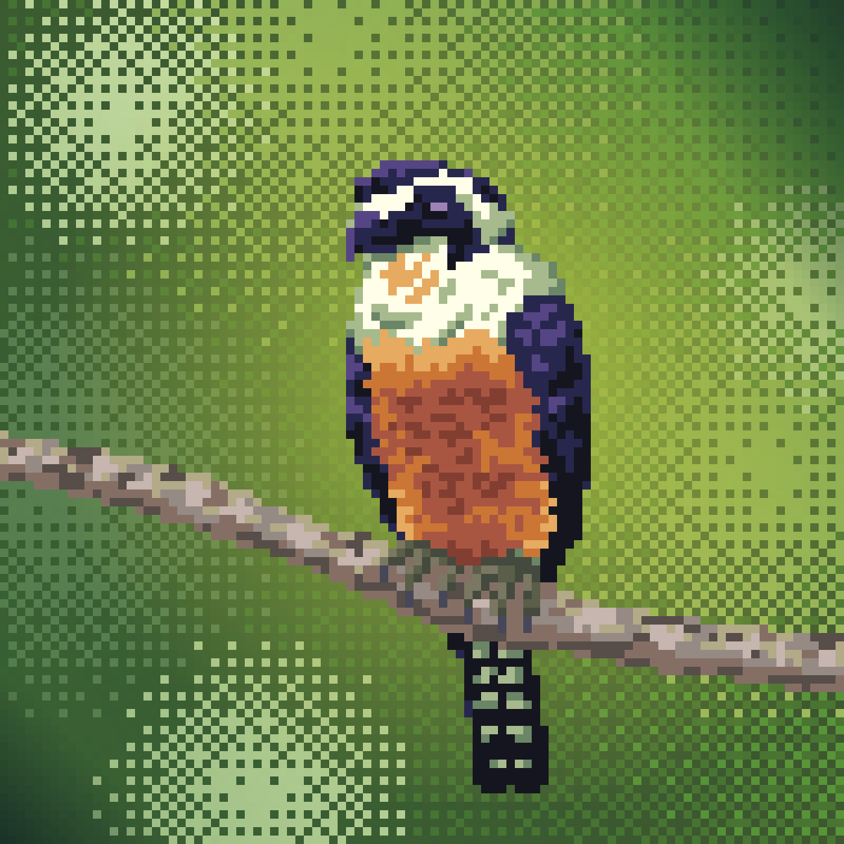 Pixilart - Black-Thighed Falconet by UltraLuther