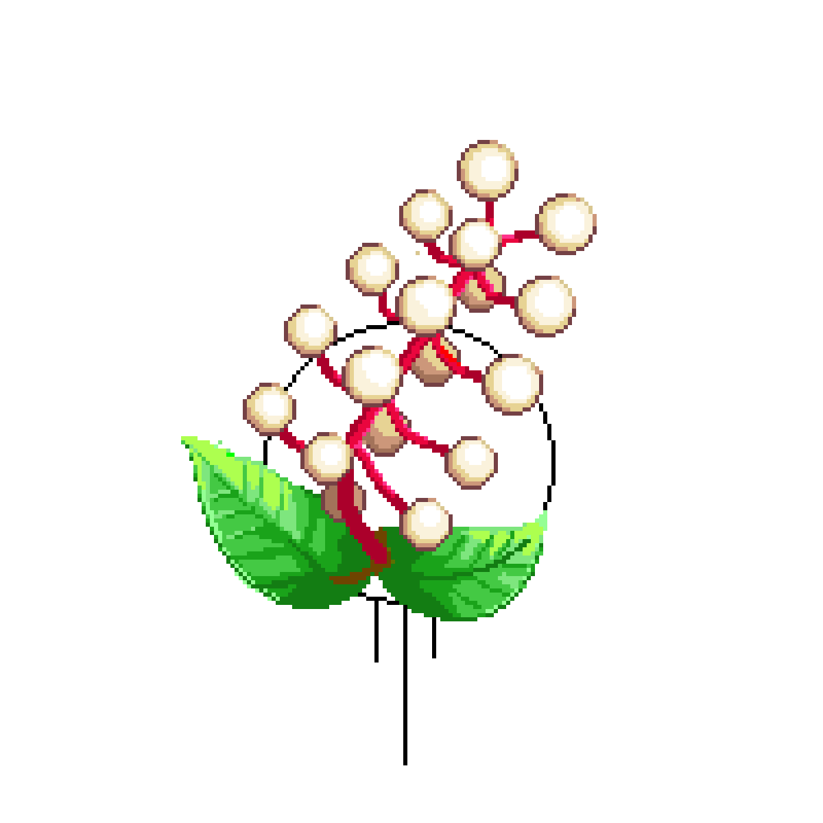 Pixilart - Actaea pachypoda by JellyBeast