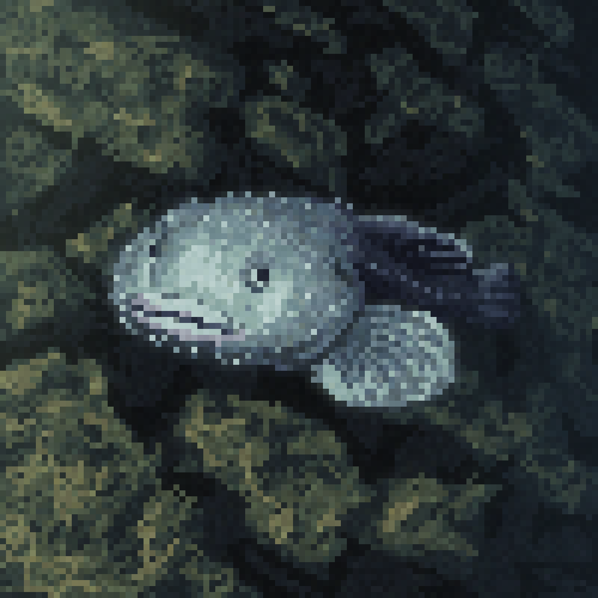 Pixilart - Blobfish by UltraLuther