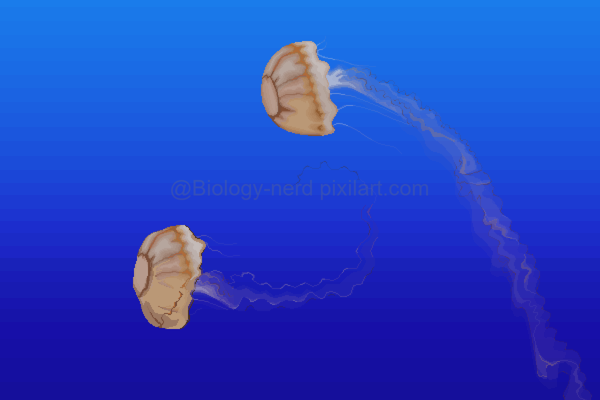 Pixilart - Sea Nettle Jellyfish by Biology-nerd