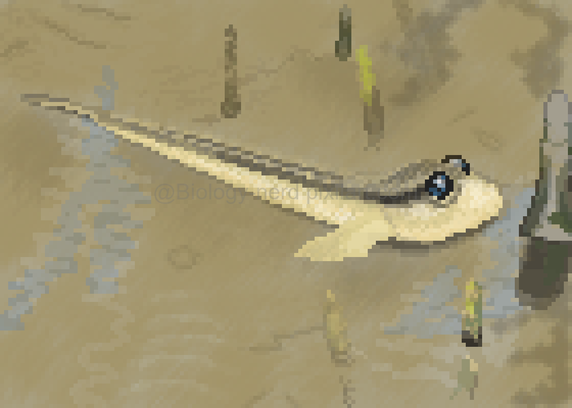 Pixilart - Mudskipper by Biology-nerd