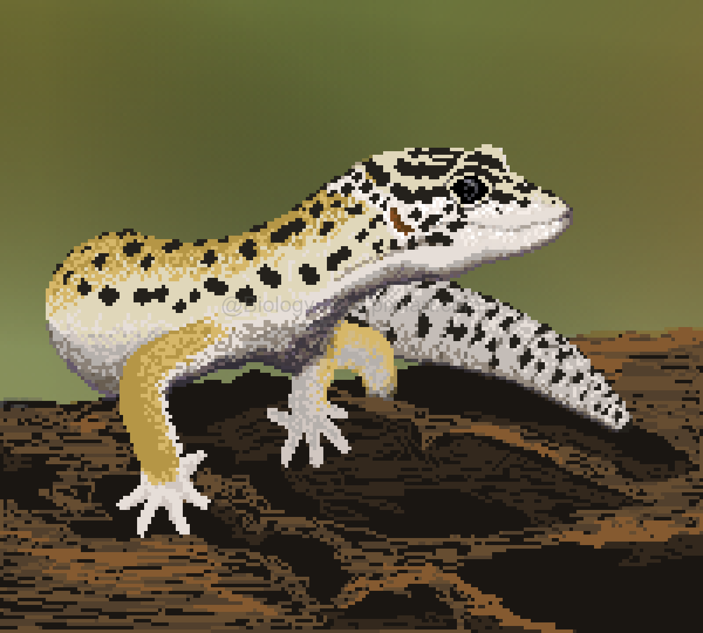 Pixilart - Leopard Gecko by Biology-nerd